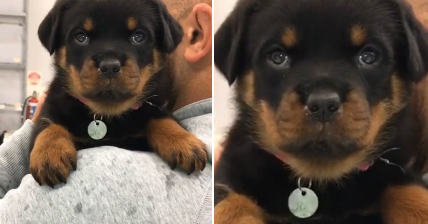 17 Of The Best Dog Posts From This Week — May 10, 2020