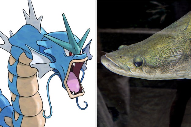 Pokemon