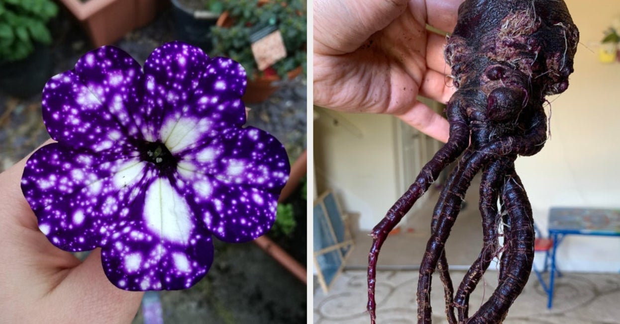 Plants That Look Like They're From An Alien Planet