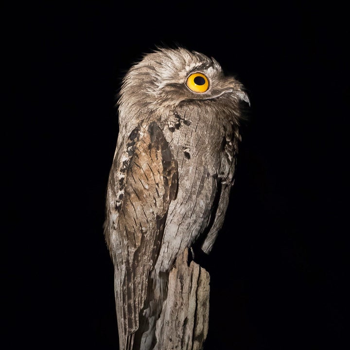 Birds That Seem Fake But Are Completely Real