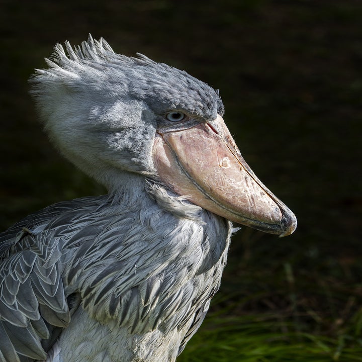 Birds That Seem Fake But Are Completely Real