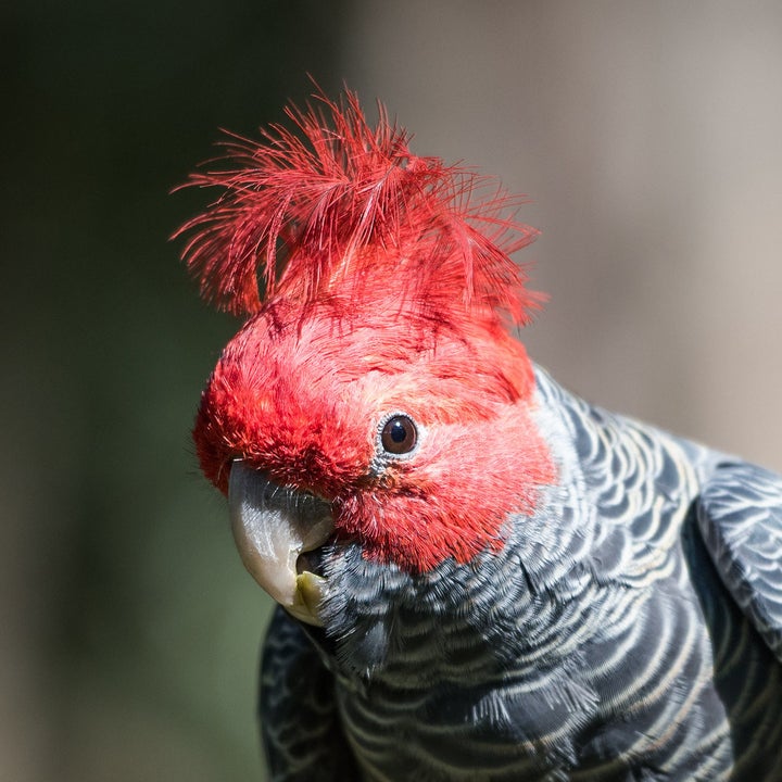 Birds That Seem Fake But Are Completely Real