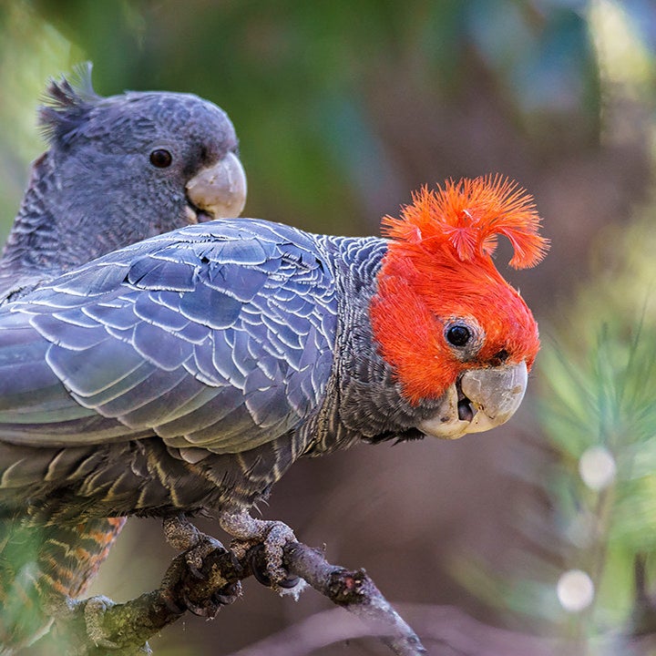 Birds That Seem Fake But Are Completely Real