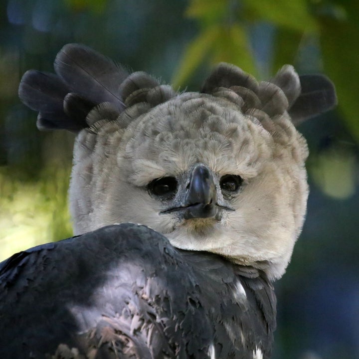Birds That Seem Fake But Are Completely Real
