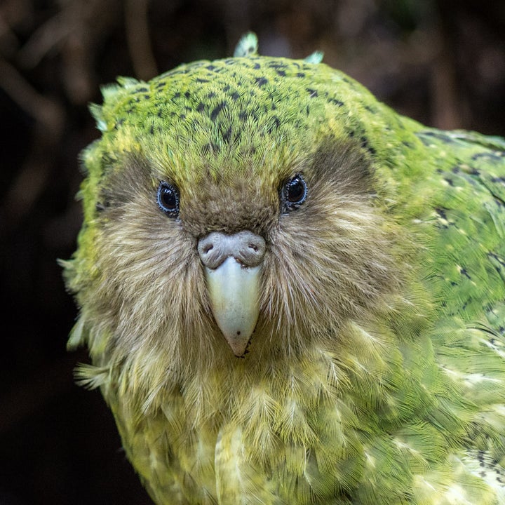 Birds That Seem Fake But Are Completely Real
