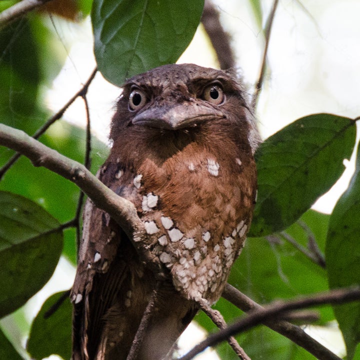 Birds That Seem Fake But Are Completely Real
