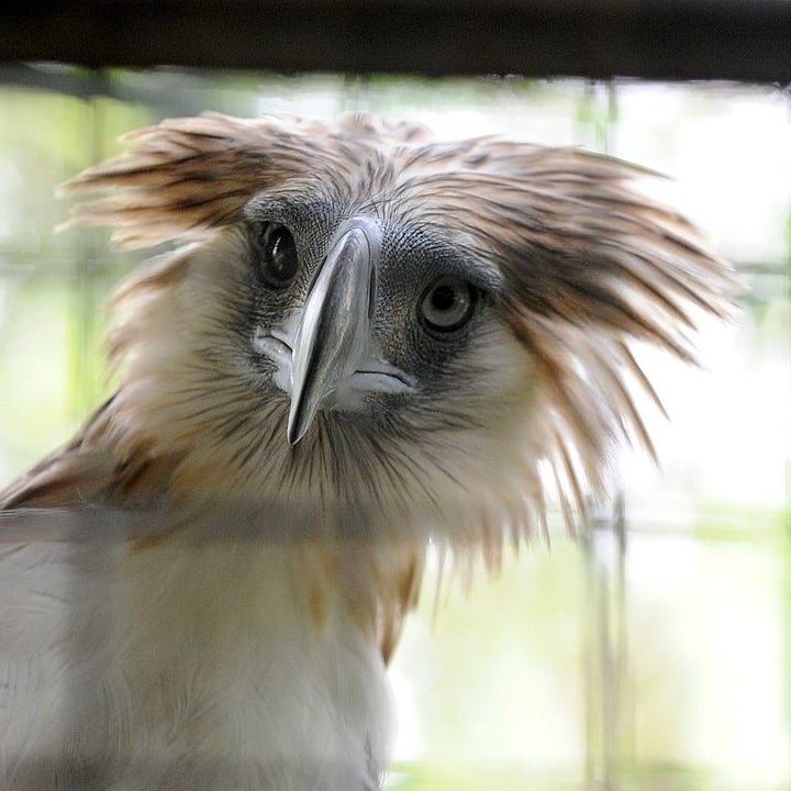 Birds That Seem Fake But Are Completely Real