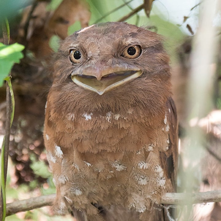 Birds That Seem Fake But Are Completely Real