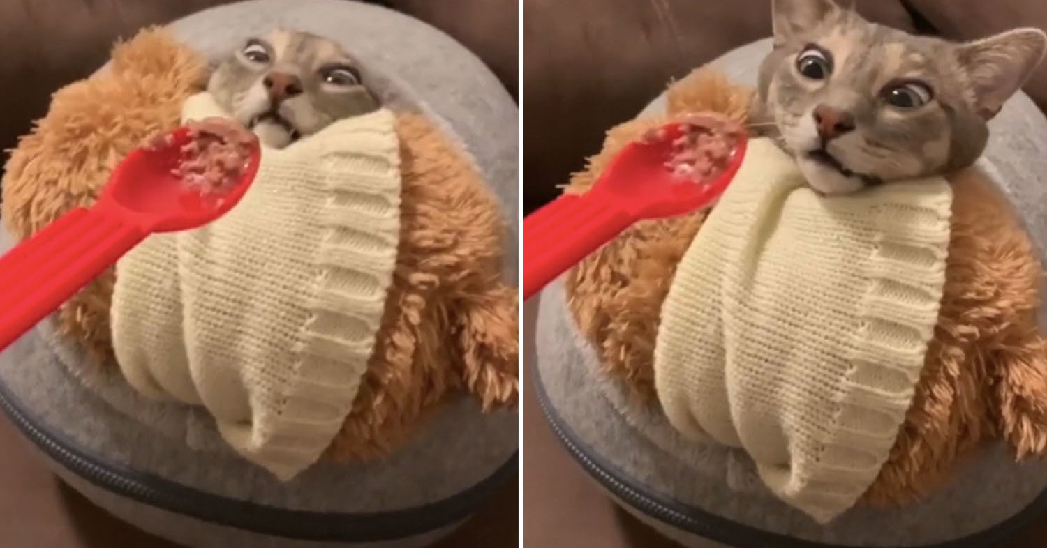 Best Cat Posts From The Week Of June 22, 2020