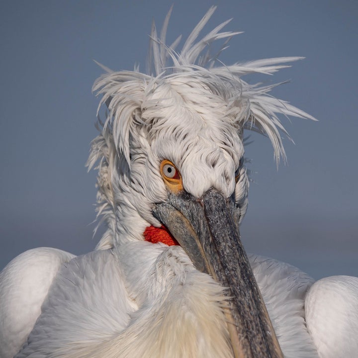 Birds That Seem Fake But Are Completely Real