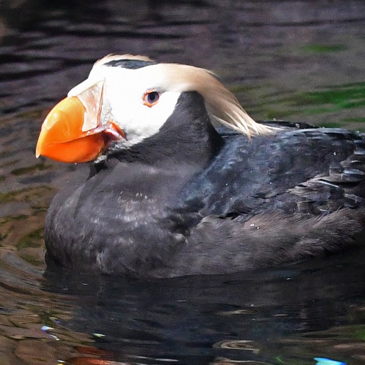 Birds That Seem Fake But Are Completely Real