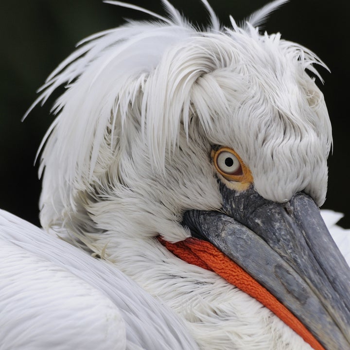 Birds That Seem Fake But Are Completely Real