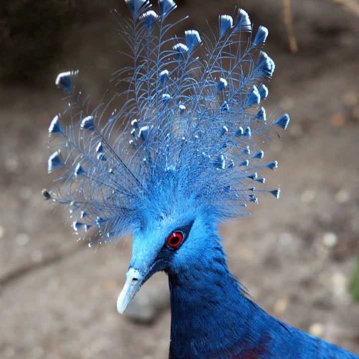 Birds That Seem Fake But Are Completely Real