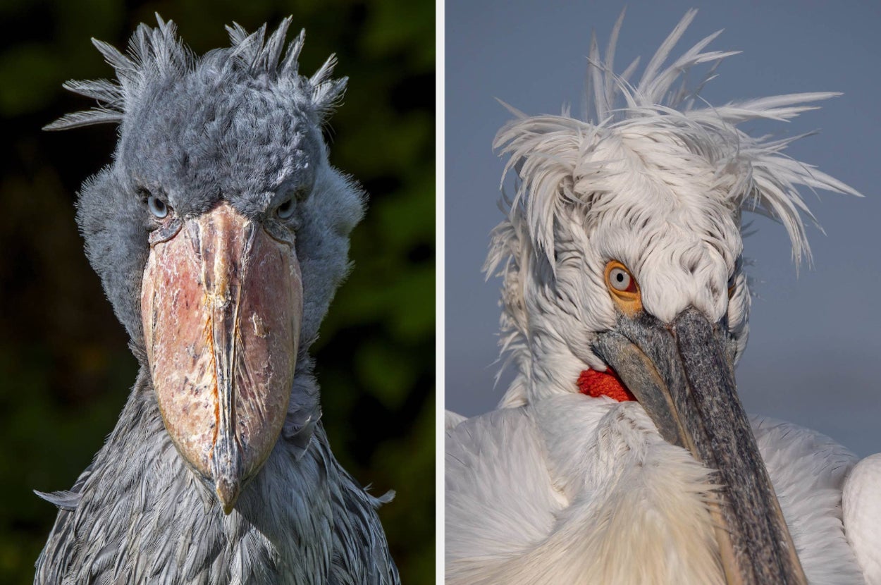 Birds That Seem Fake But Are Completely Real