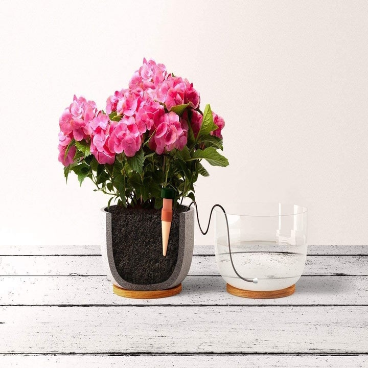 19 Plant Products With Review Photos That'll Make You Want To Grow ...