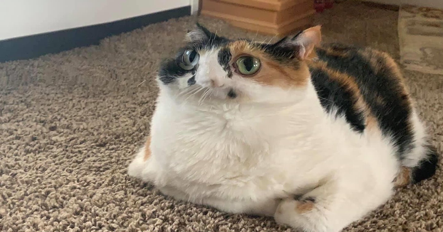 Best Cat Posts From The Week Of June 30, 2020