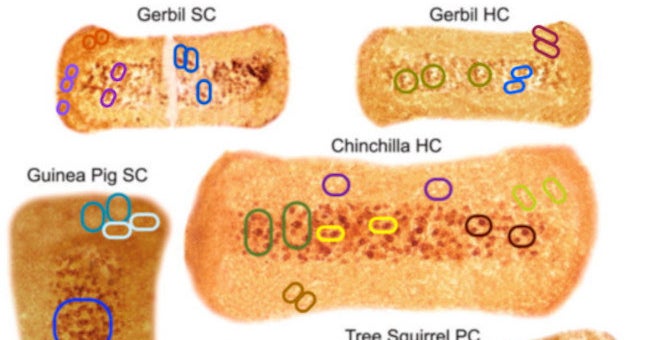 Coronavirus: Scientists Are Questioning Past Research By The Founder of ...