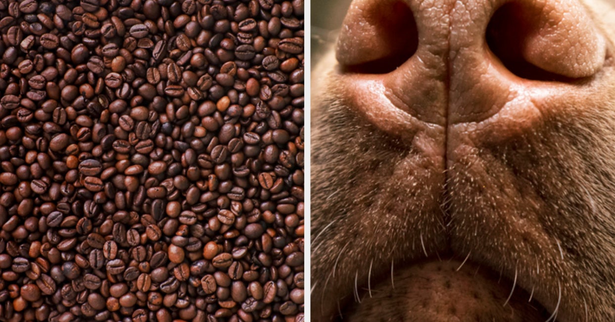 Do You Like The Same Smells As Everyone Else?