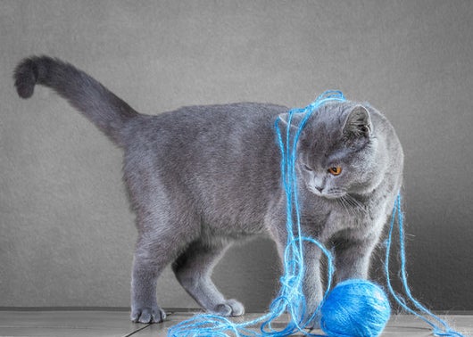 ¿Qué gato famoso eres?