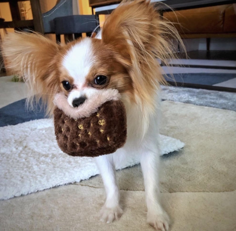 21 Dog Products From Amazon That Basically Have No Right Being So Adorable