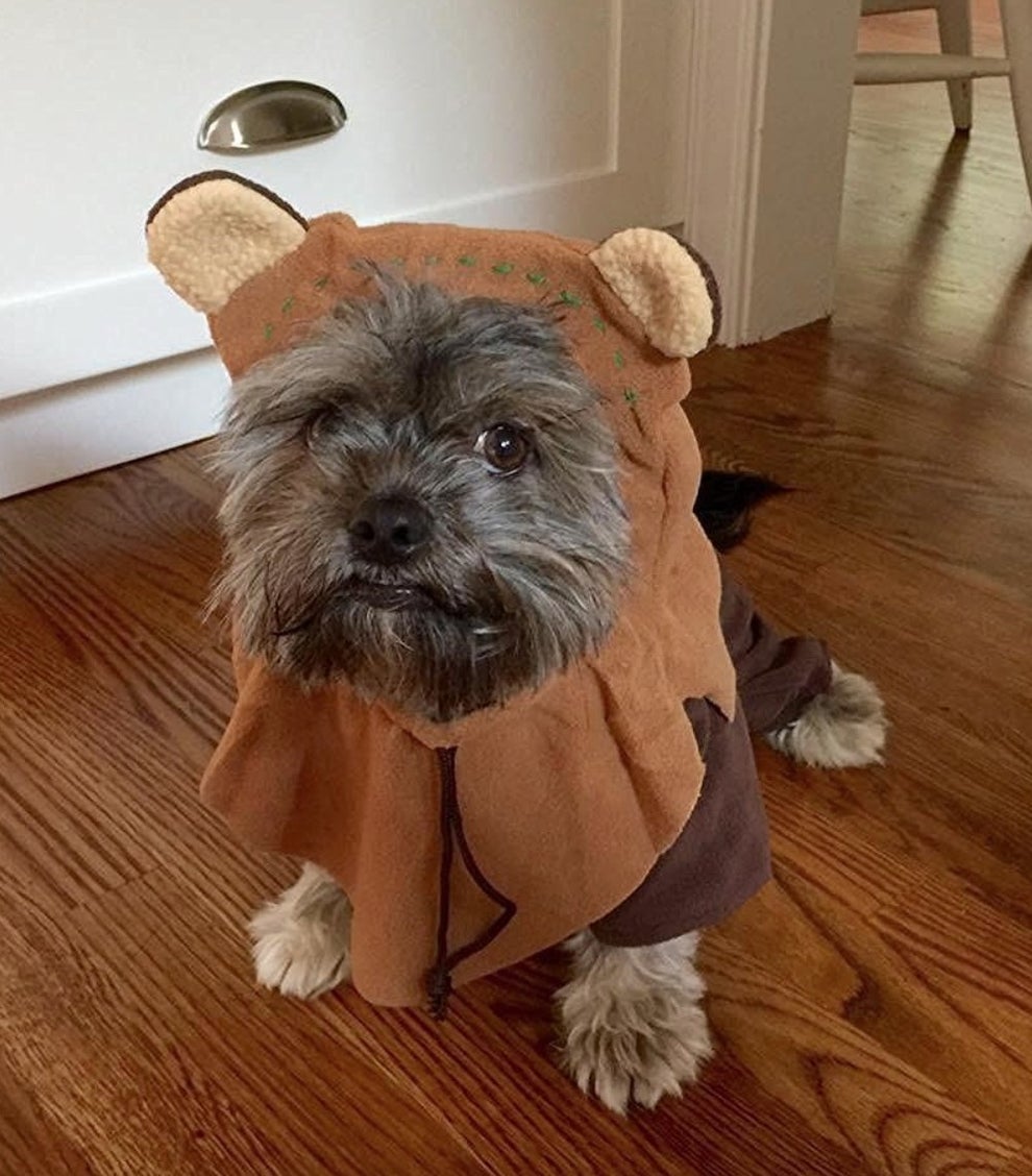 21 Dog Products From Amazon That Basically Have No Right Being So Adorable