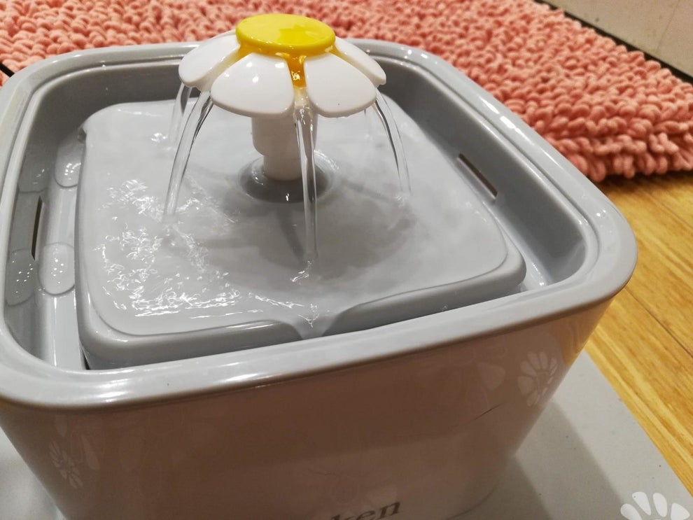 25 Products From Amazon That Pug Owners Swear By