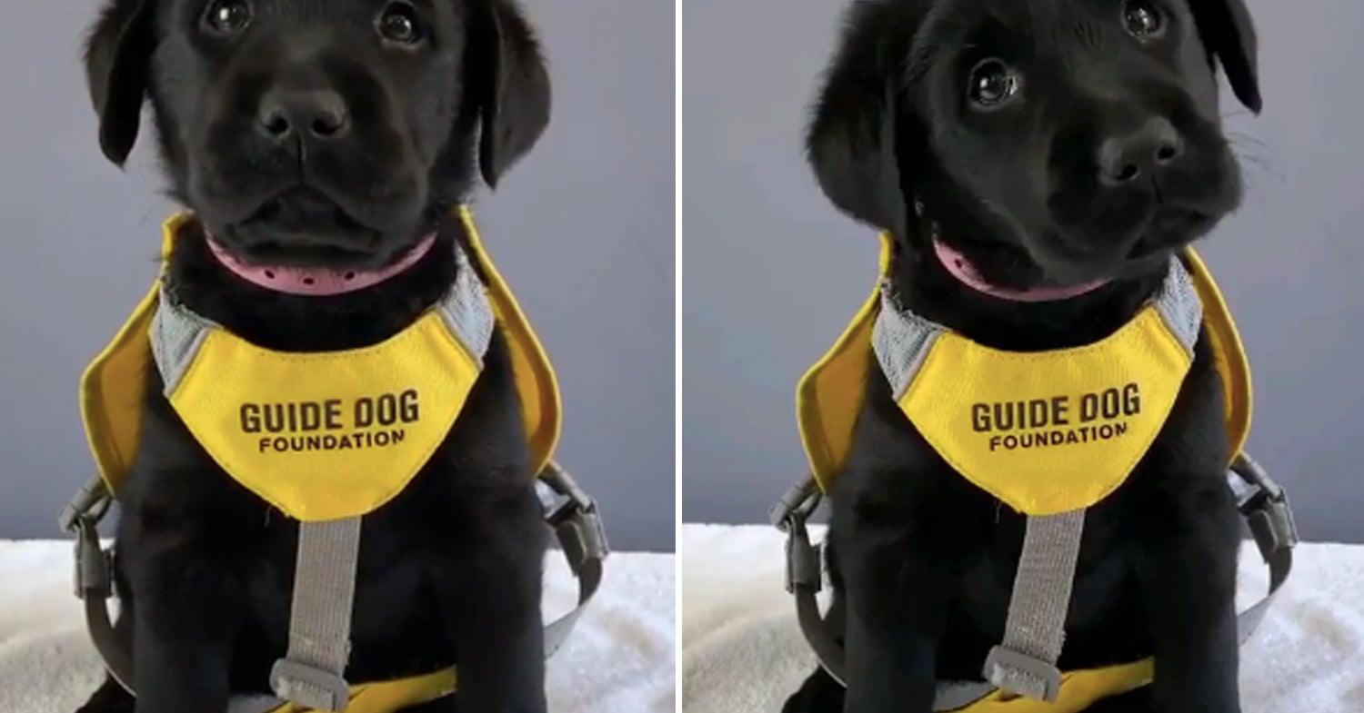 Dog Posts From The Week Of August 2, 2020