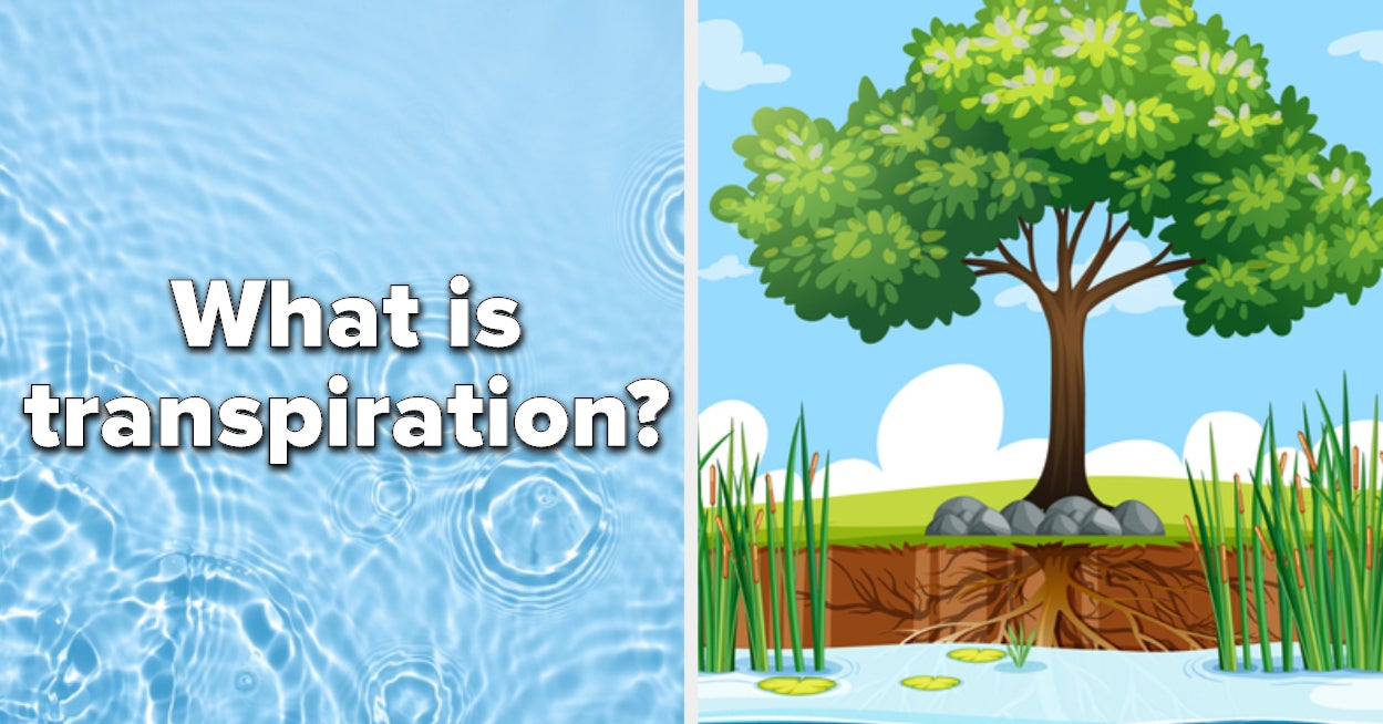 Precipitation Quiz