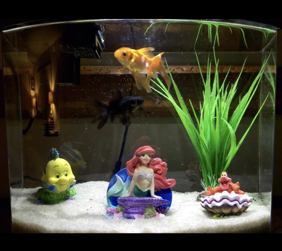 Just 26 Fintastic Things From Amazon To Buy Your Fish