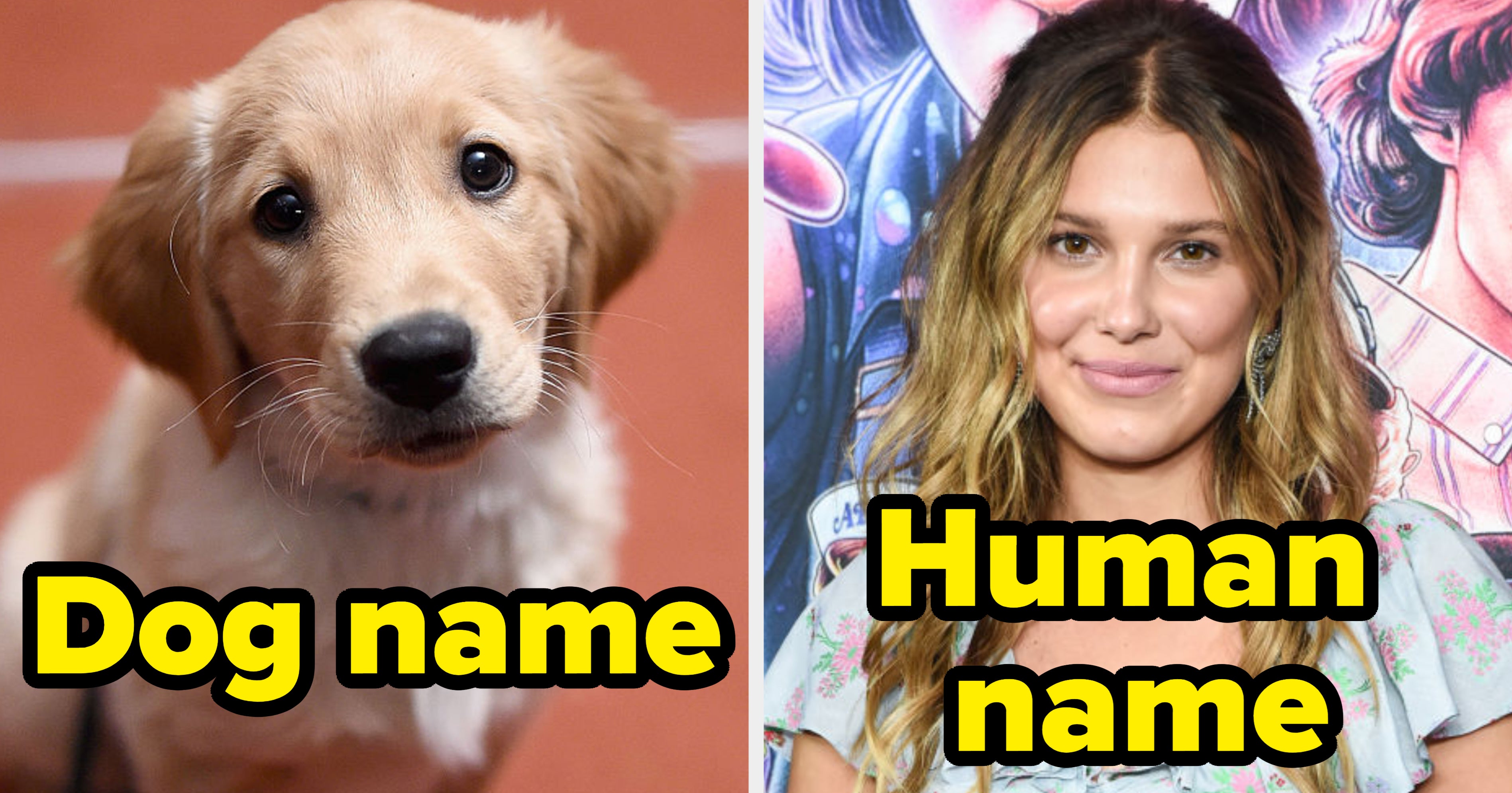 Is This A Dog Or Human Name?