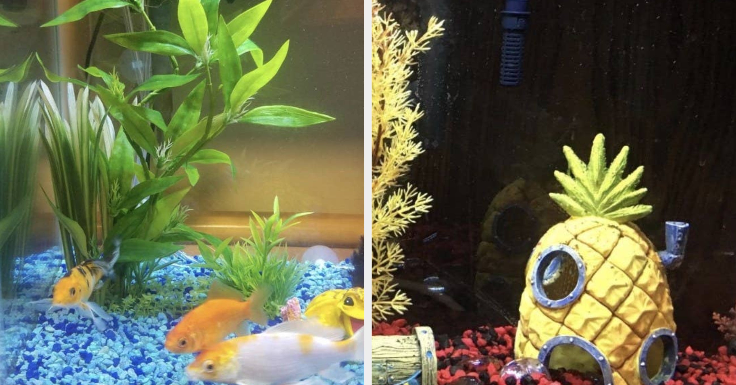 Just 26 Fintastic Things From Amazon To Buy Your Fish