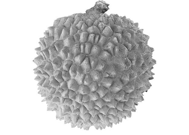 Foods Without Color Quiz