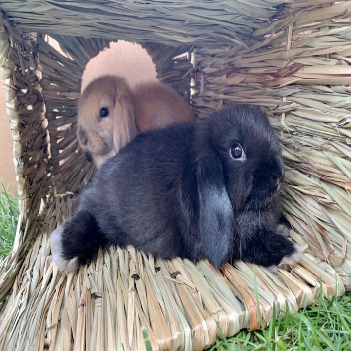 17 Problem-Solving Products For Rabbit Owners You Can Get On Amazon