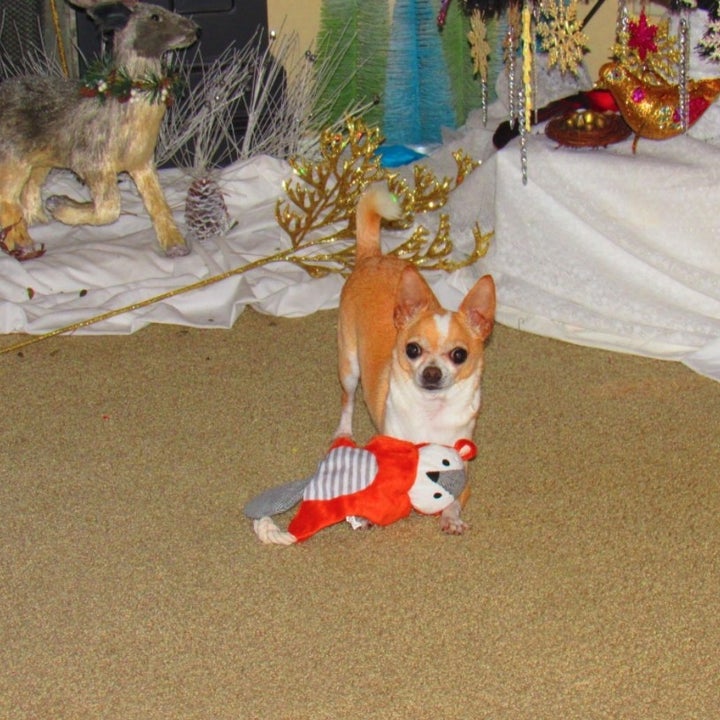 17 Of The Best Toys For Small Dogs On Amazon