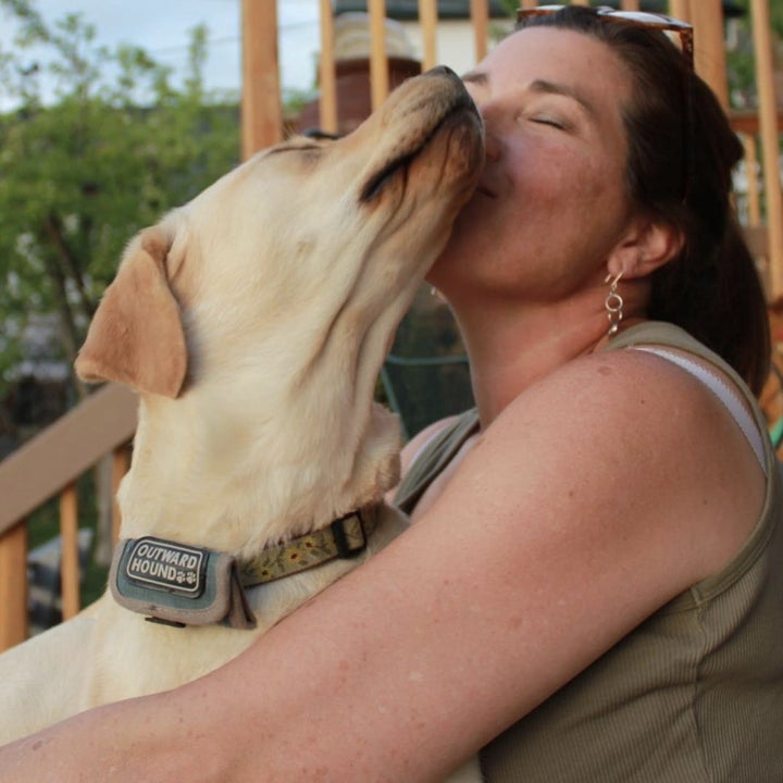 Amazon Dog Products For Labs And Labrador Owners