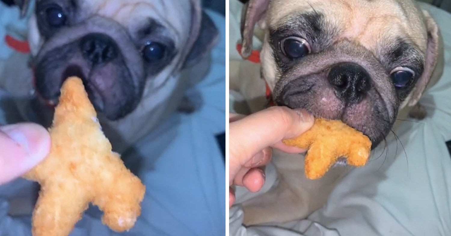 27 Adorable Dog Pictures For Anyone Who Has Loved A Dog