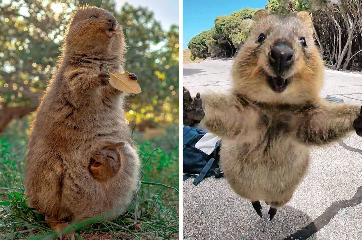 quokka 9
