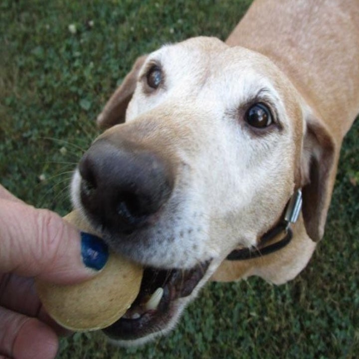 21 Perfect Gifts From Amazon For A New Pet Parent