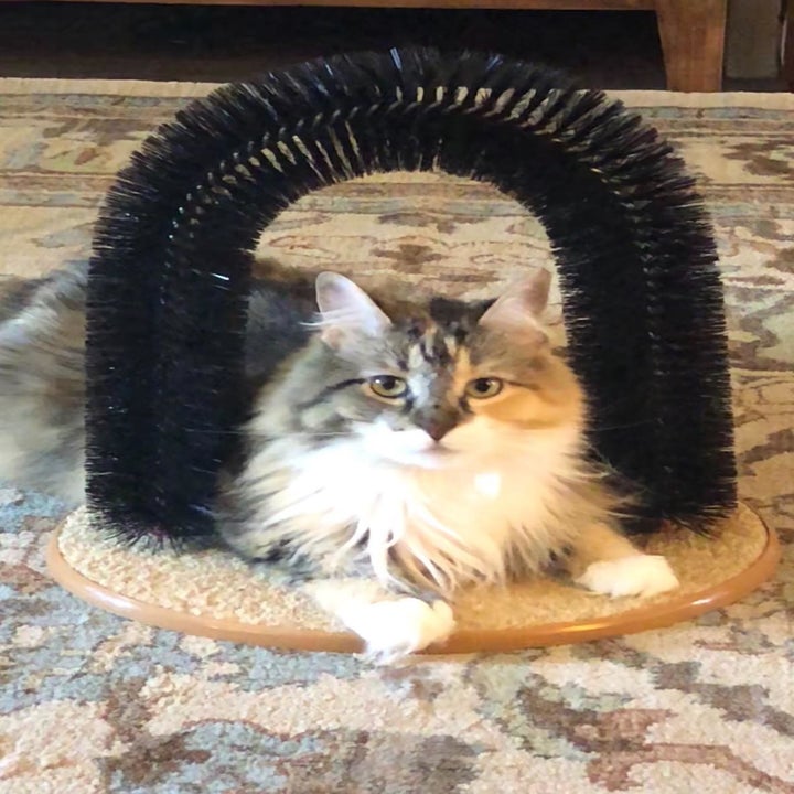 30 Problem-Solving Products For Cat Owners You Can Get On Amazon