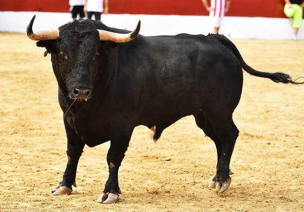 National Animal Of Spain | informacionpublica.svet.gob.gt