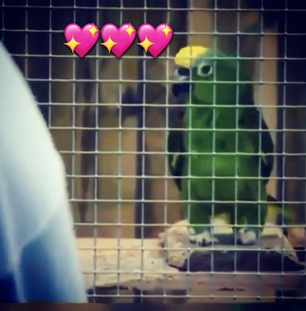 This Parrot Singing Beyoncé's If I Were A Boy Has Gone Viral