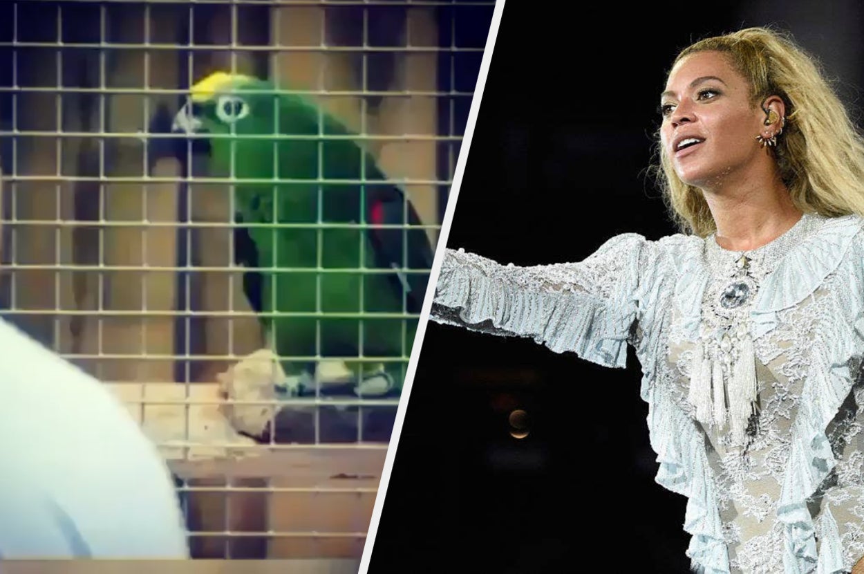 beyoncé parrot