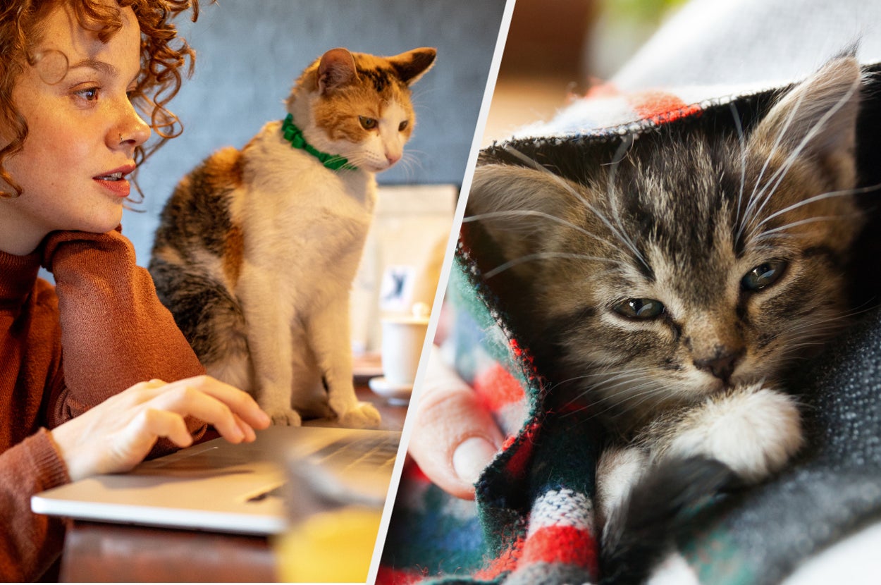 How Normal Are Your Cat Parenting Habits? How Far Would You Go To Make ...