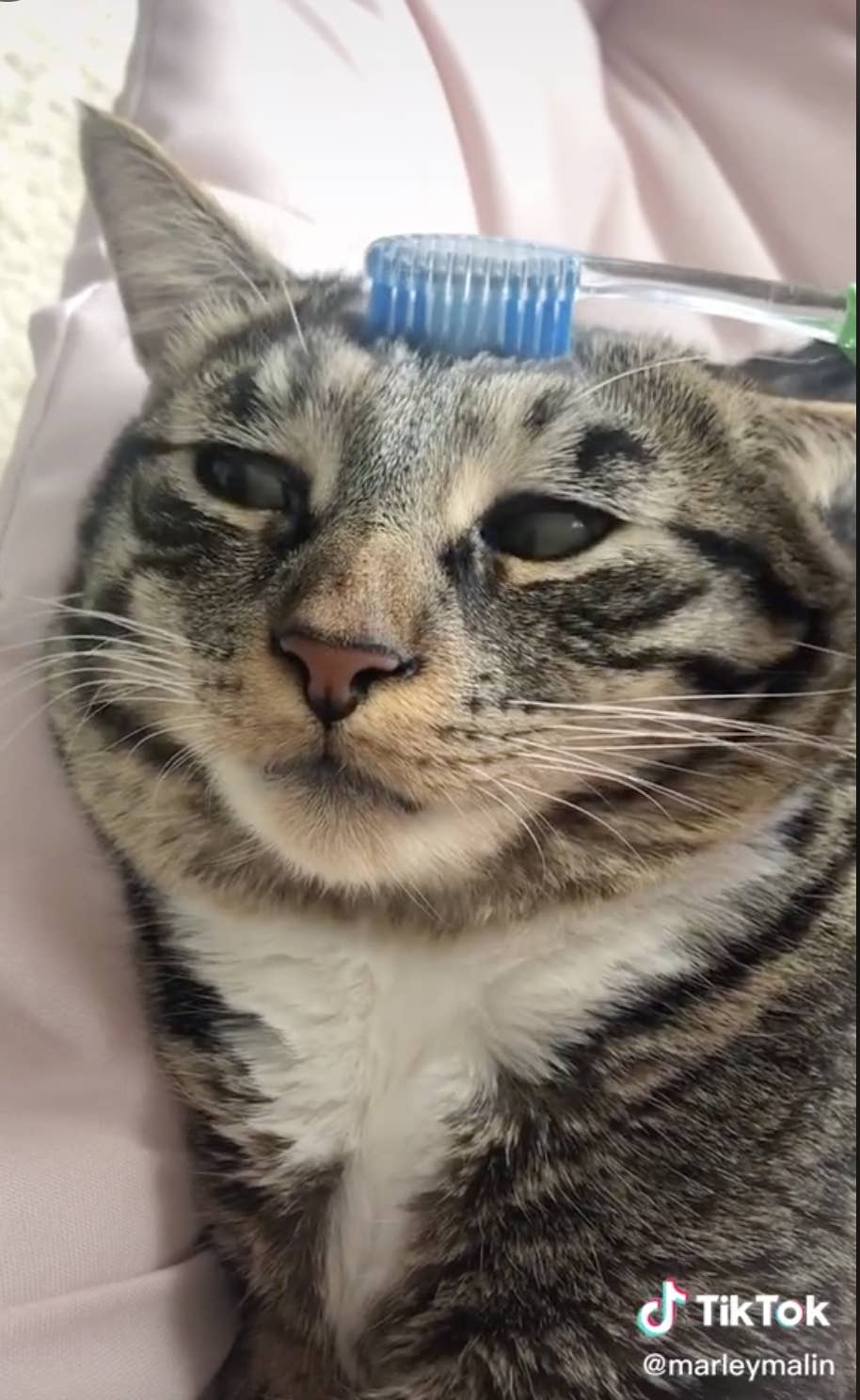 Cat and toothbrush store