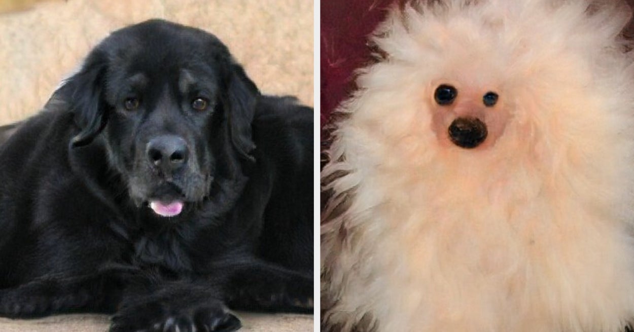 Dogs Created By AI Are Hilariously Nightmarish
