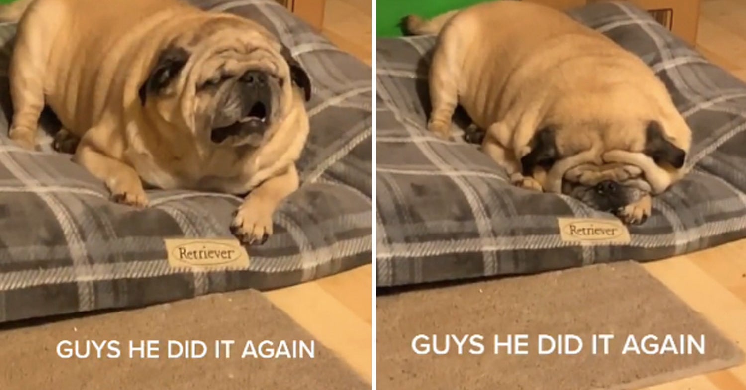 Reasons Why Pugs Are The Funniest Dogs