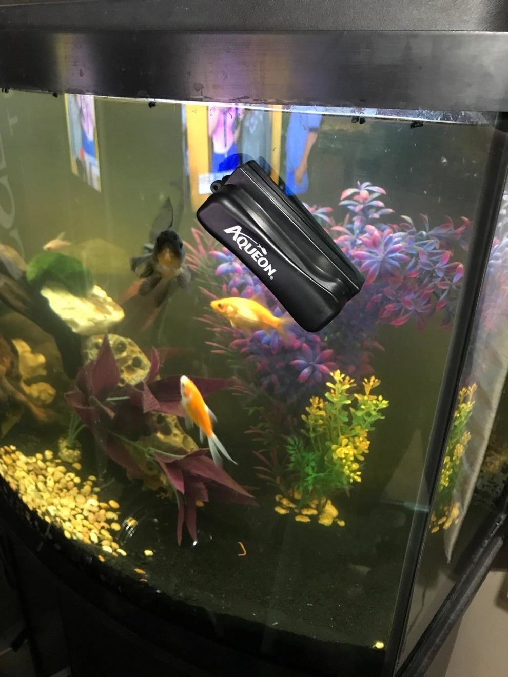 15 Things From Amazon To Help Your Home Aquarium Thrive