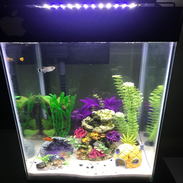 15 Things From Amazon To Help Your Home Aquarium Thrive