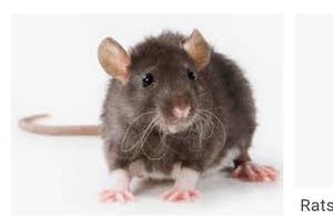 ratty_patty on BuzzFeed