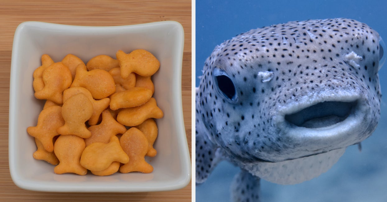 What Fish Are You Based On Goldfish Crackers Quiz